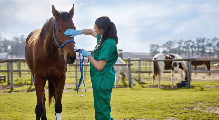April Newsletter: 5 Signs Your Horse May Be in Pain | Veterinarian in ...