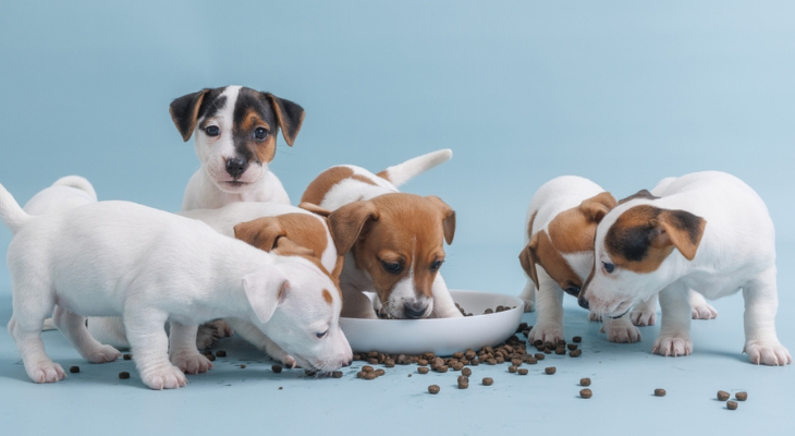 February Newsletter: How to Choose the Right Food for Your Puppy | Veterinarian in Lanham, MD ...