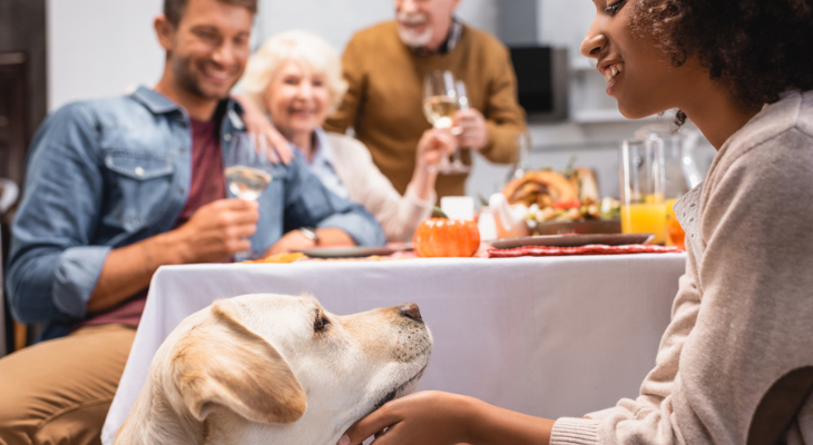November Newsletter: Turkey Day Tips for Pet Owners | Veterinarian in ...