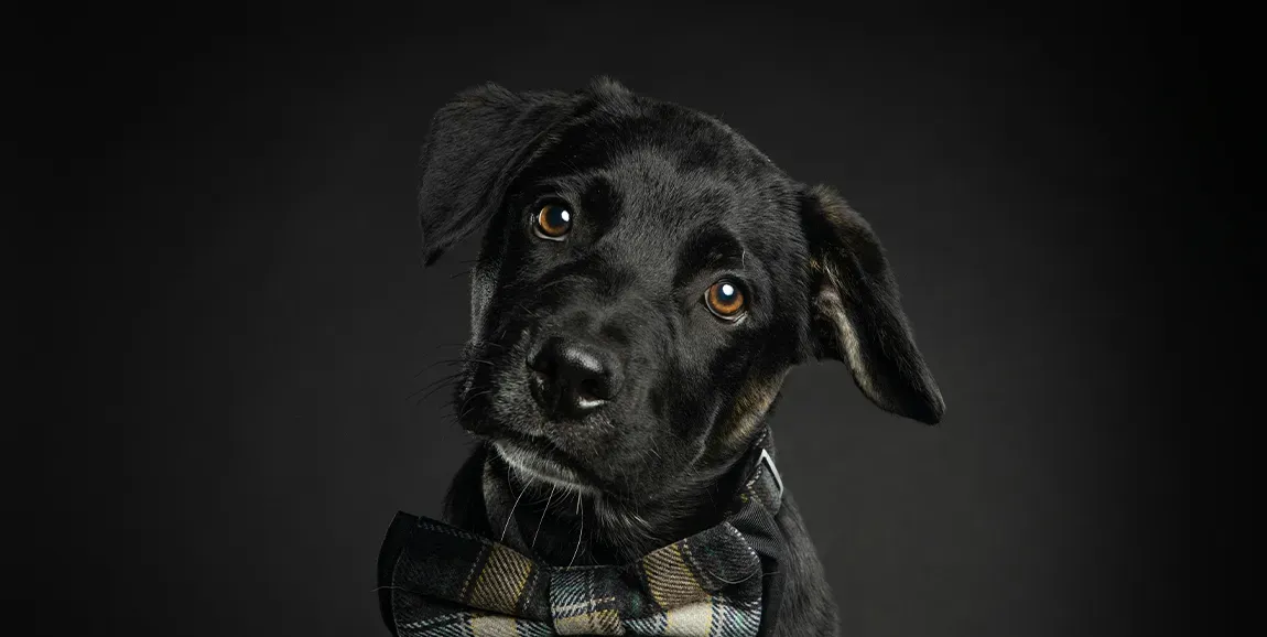 Veterinarian in Winona, MN | Winona Veterinary Hospital