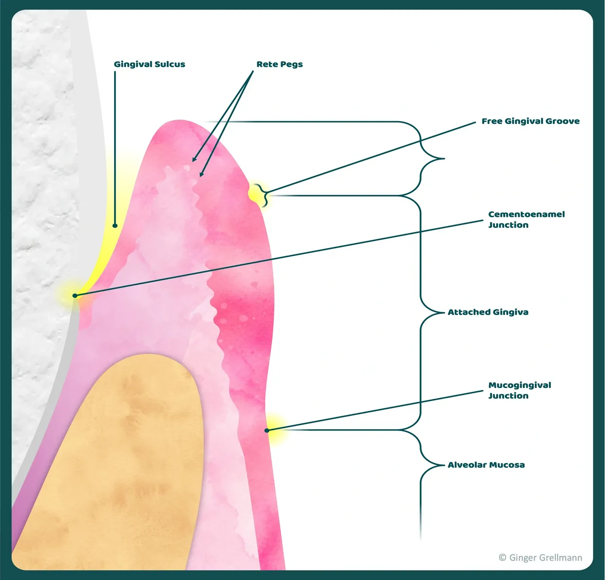 oral groove function