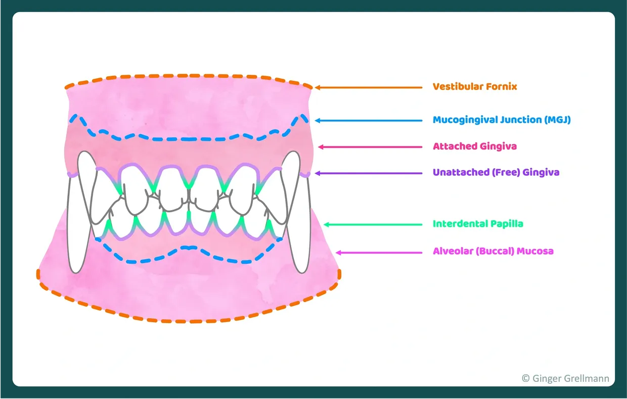 mucogingival junction function
