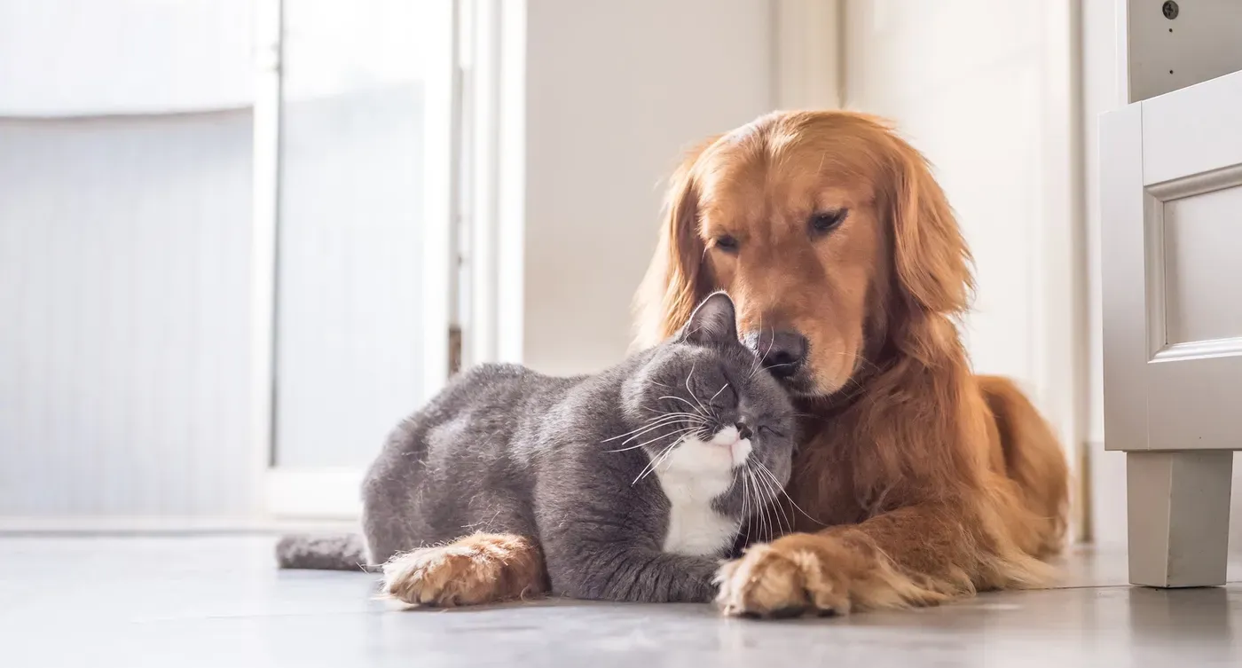 Veterinarian in Molalla, OR | Hope Animal Hospital