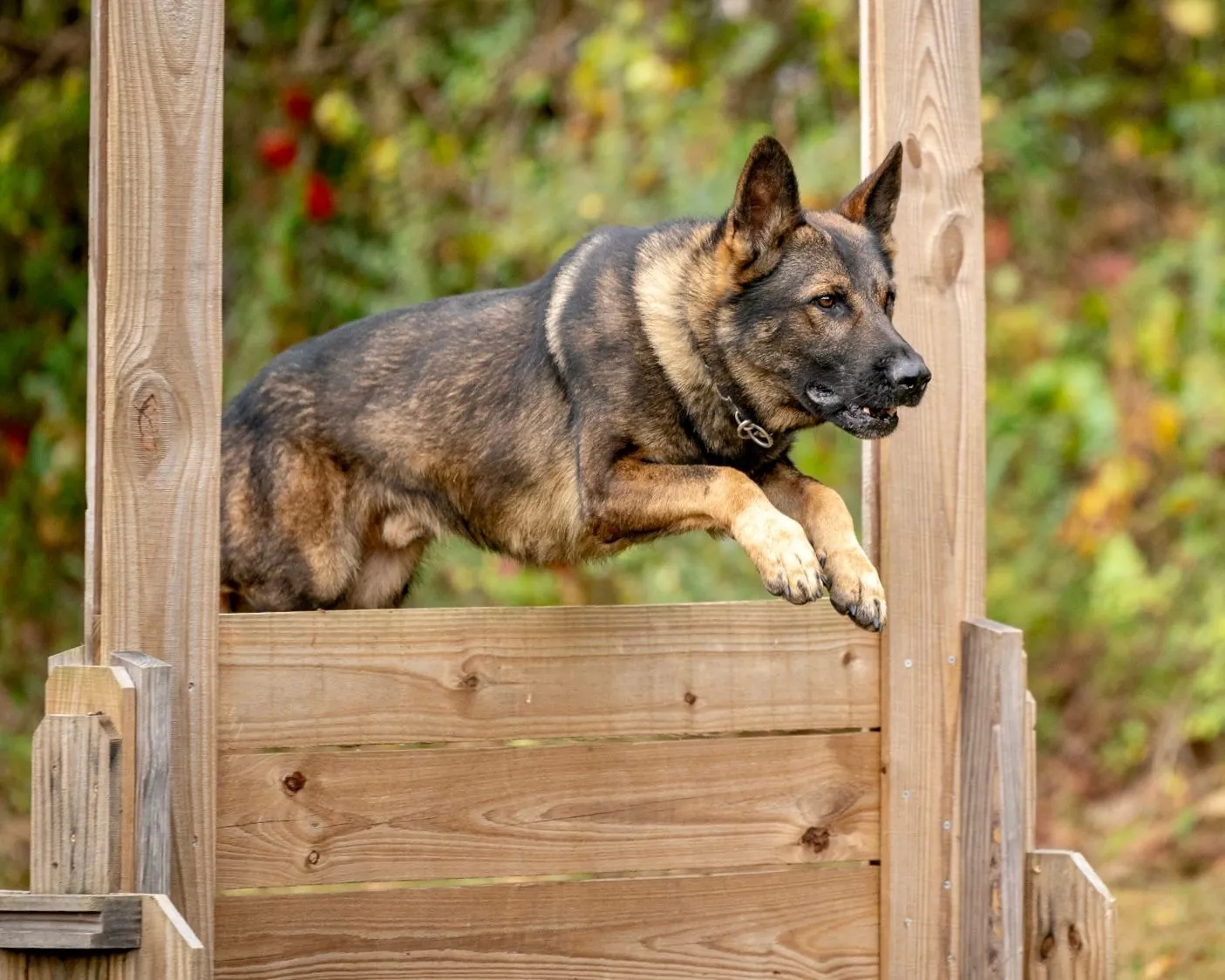Sequoyah German Sheperds - German Shepherd breeder in Soddy Daisy, TN