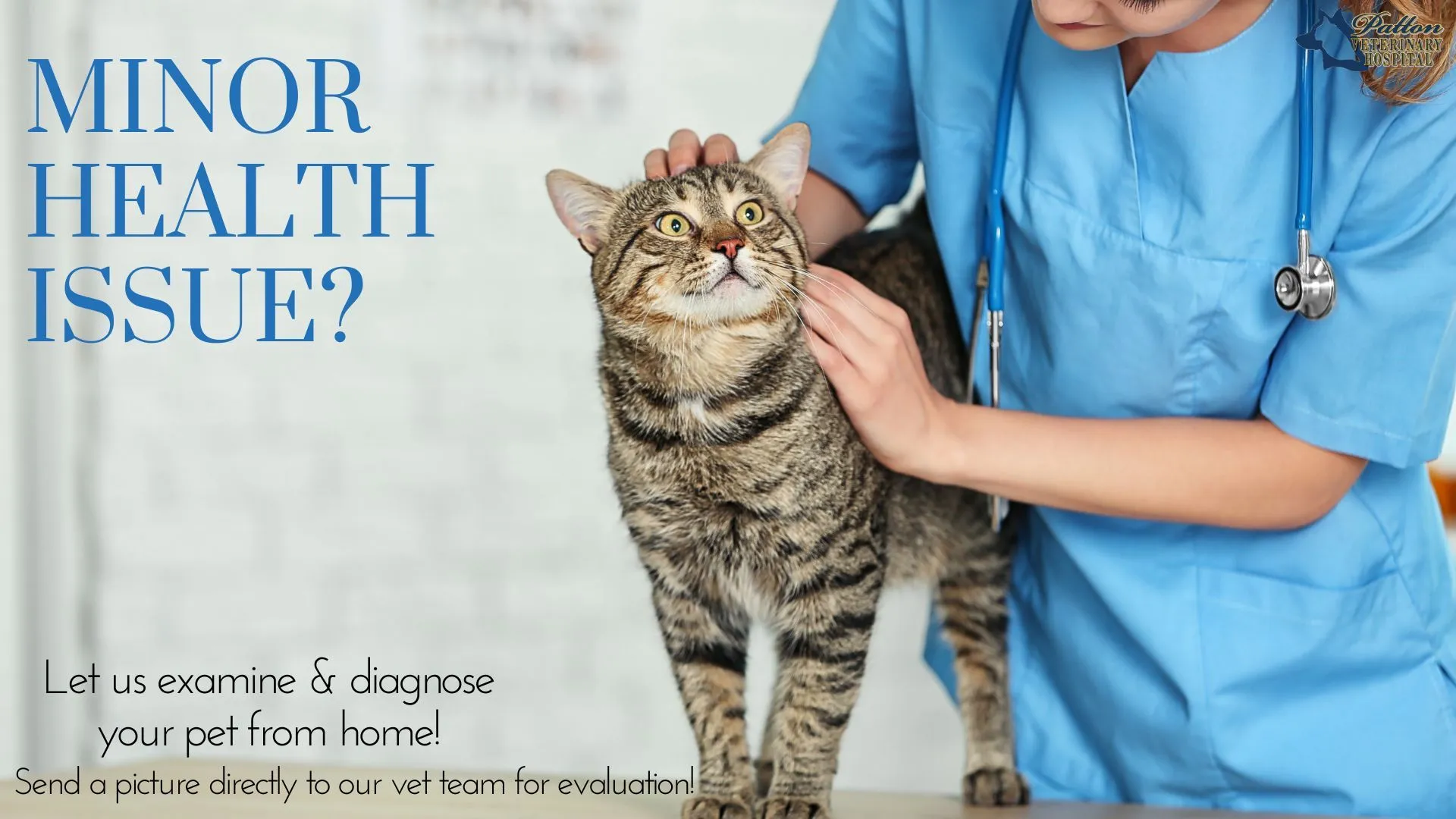 Veterinarian in Red Lion, PA | Patton Veterinary Hospital