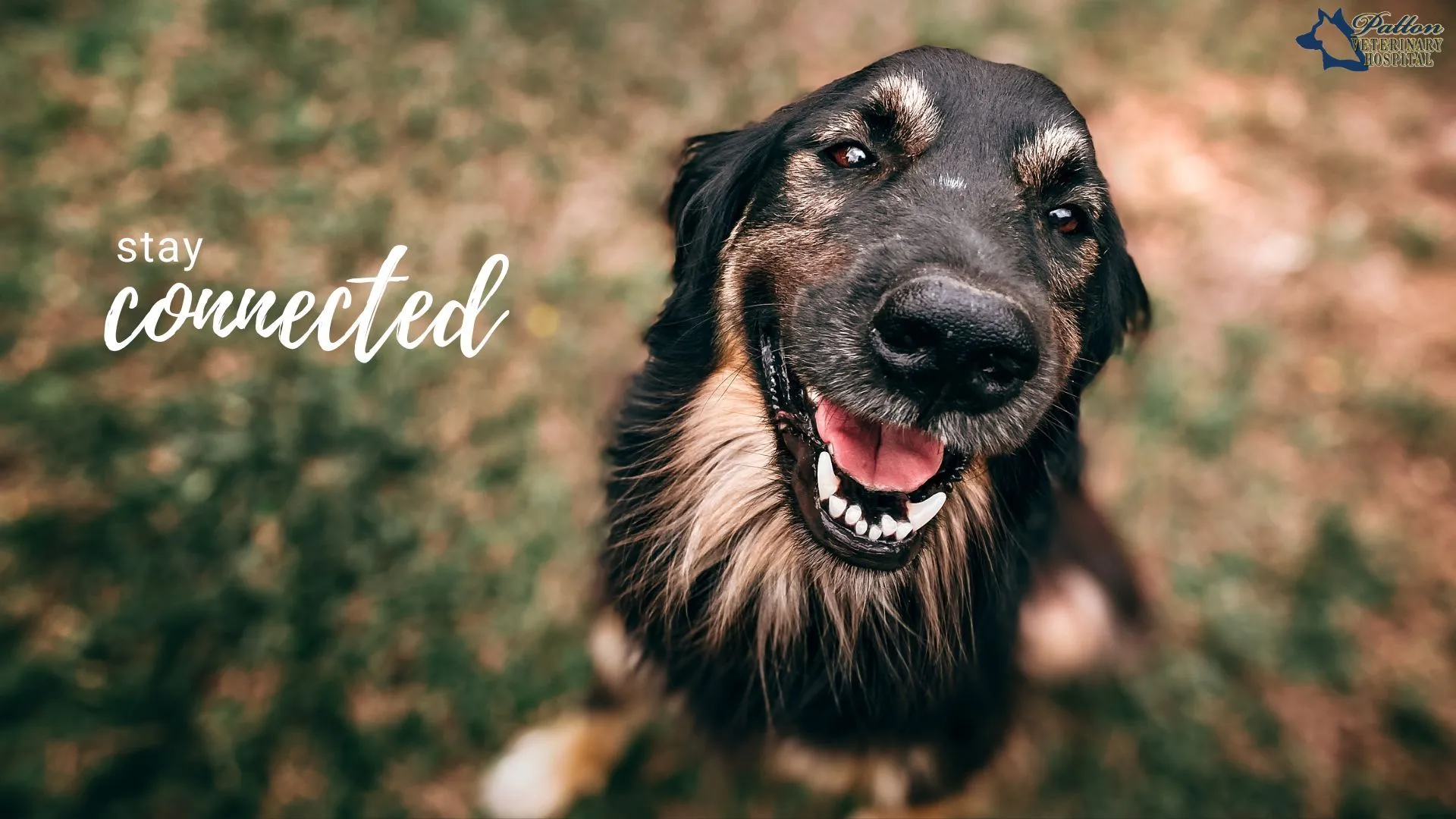 Veterinarian in Red Lion, PA | Patton Veterinary Hospital