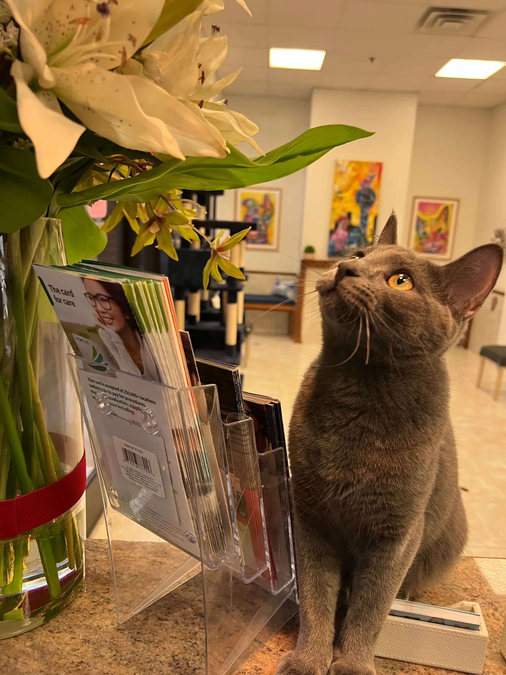 Home [www.mercyanimalclinic.com]