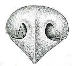 Cherry Ridge Veterinary Clinic - Veterinarian In Honesdale, PA USA ...