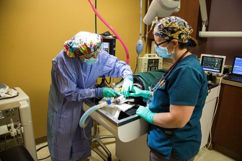 K. Vet Animal Care - Veterinarian in Greensburg, PA US