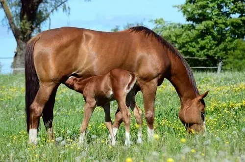 horse breeding process