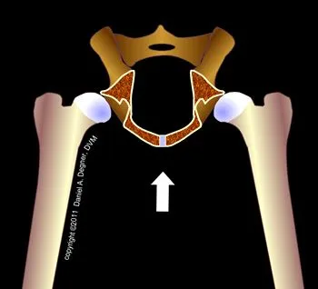 Superior Veterinary Surgical Solutions - Board-certified Surgeon in ...
