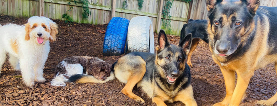 Home | Veterinarian in Raleigh, NC | Raleigh Community Animal Hospital