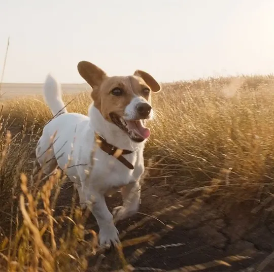Veterinarian in Reno, NV | Pinion Veterinary Hospital