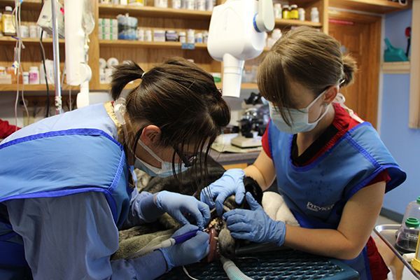 Home | Cruciate Ligament Repair in Holmen, WI | Wisconsin Veterinary ...