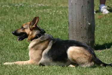 solid color german shepherd