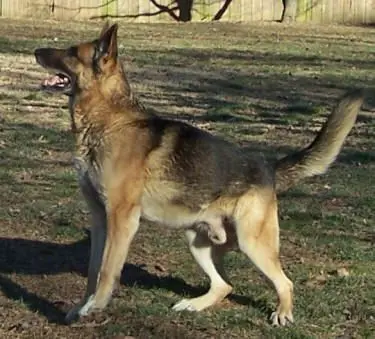 solid brown german shepherd