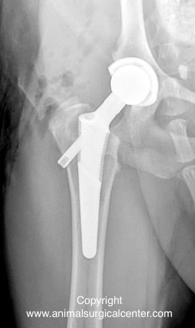 dog joint replacement