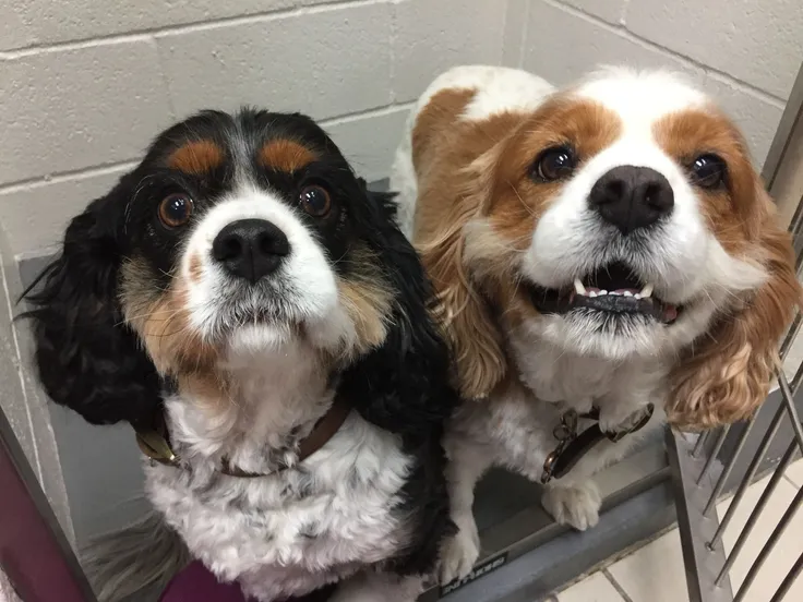 Curbside Care | Veterinarian in Tustin, CA | Animal Clinic of Tustin Ranch-Irvine, Inc.