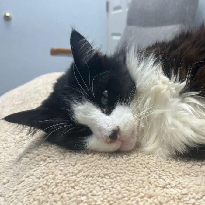 PEMF Therapy | Veterinarian in Rolla, MO | South Side Animal Clinic