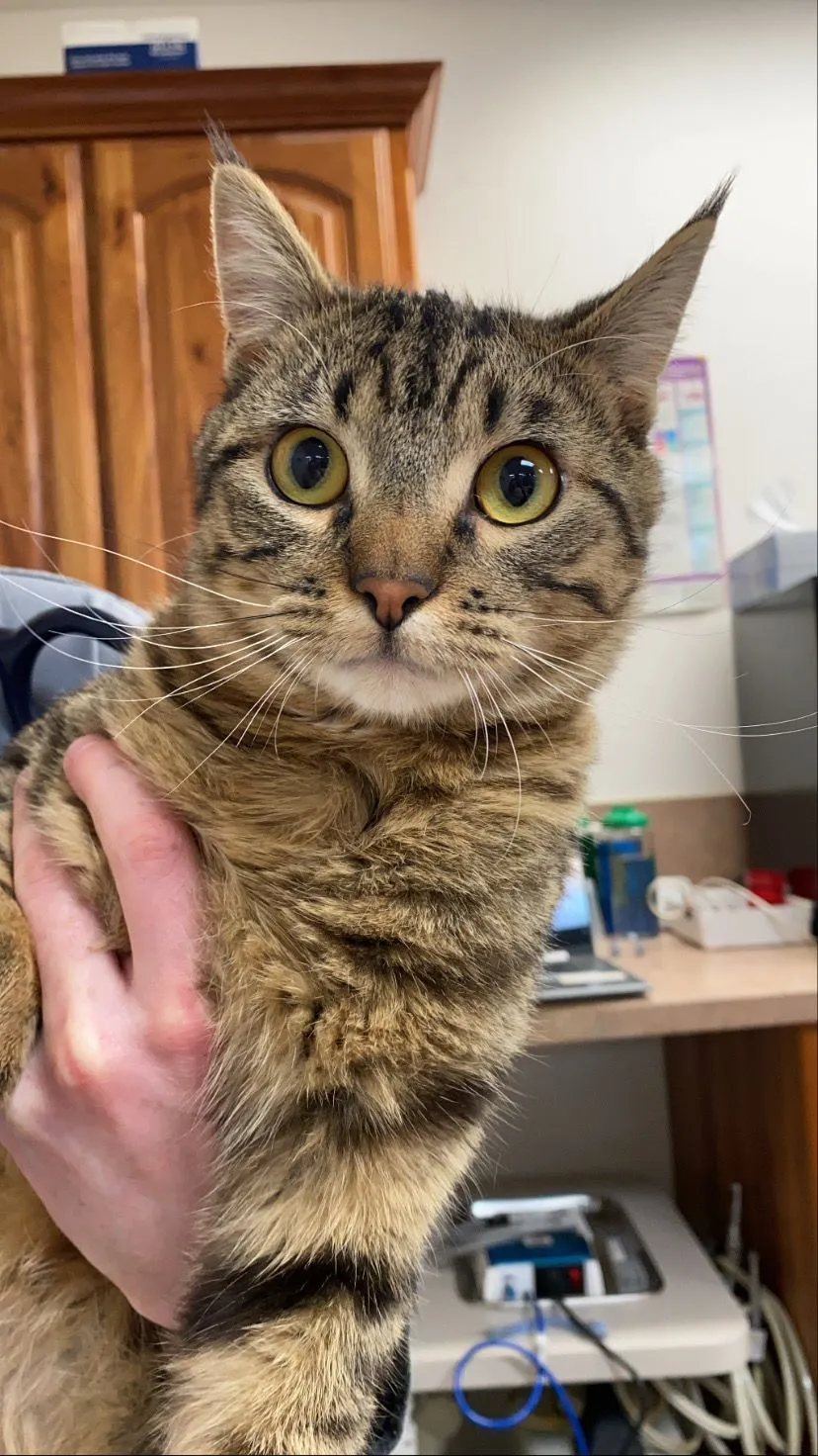 Gallery | Veterinarian in Rigby, ID | Mountain River Vet Hospital