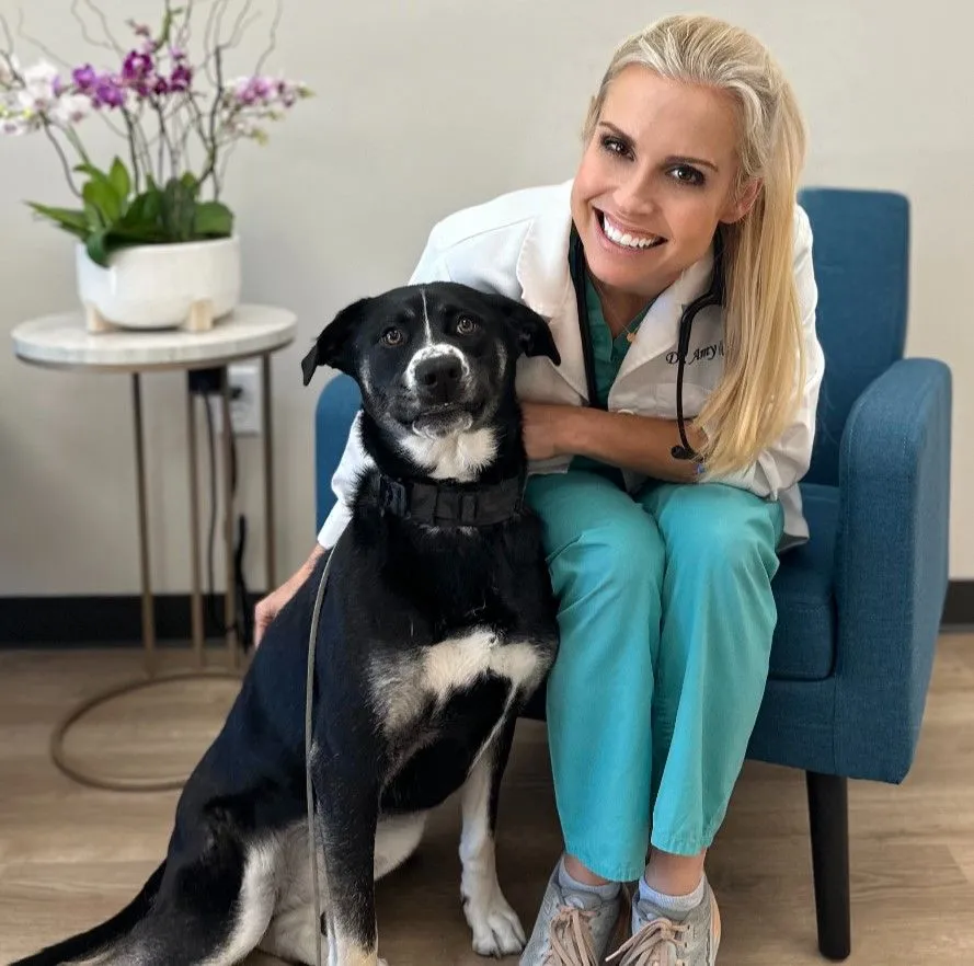 Meet Our Team | Diablo Valley Animal Hospital | Veterinarian in ...