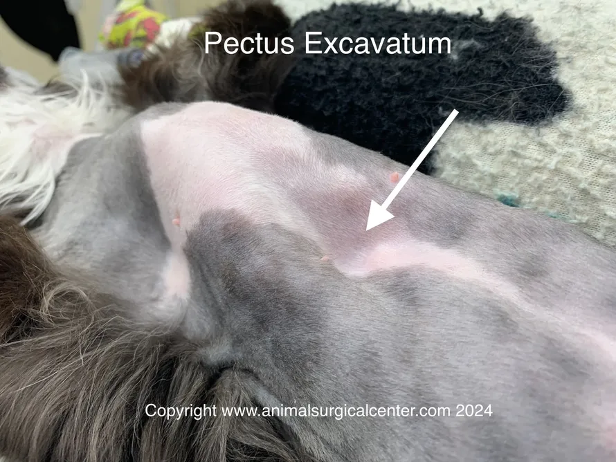 Severe Birth Defects In Animals